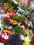 Fioreria Garden Dante (Venice, Padova, Via Ippodromo, 25), çiçek teslimatı  Padua'dan