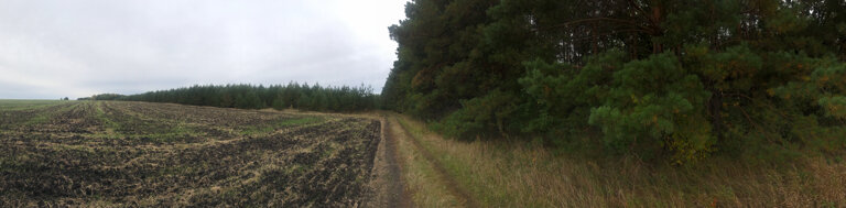 Orman Малинов лес, Penzenskaya oblastı, foto