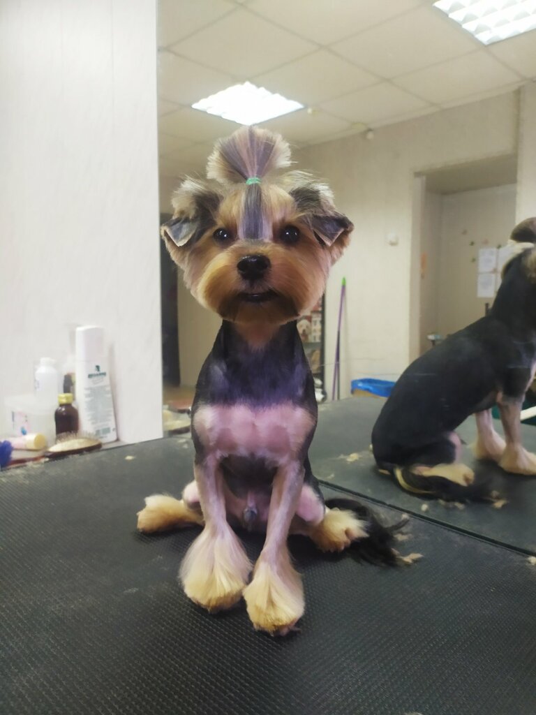 Evcil hayvan kuaförleri Modny pyosik, Belgorod, foto