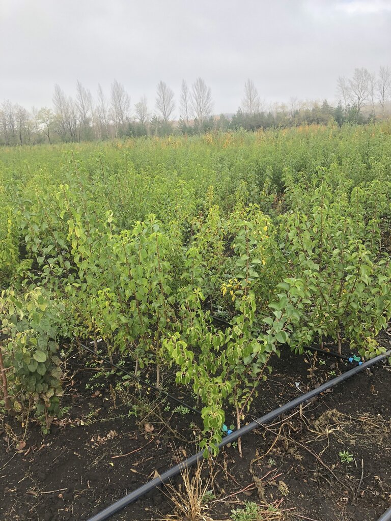 Sera ve bahçe ürünleri Plant nursery, Belgorodskaya oblastı, foto