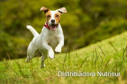 Restoran Nutrisur Srl, , foto
