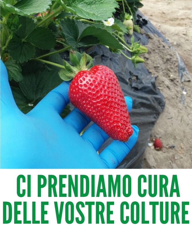 Tarım makineleri, ekipmanlar L'agraria Store, Basilicata, foto