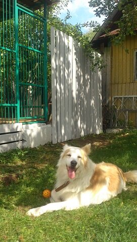 Pet otel Dom Shilda, Izhevsk, foto