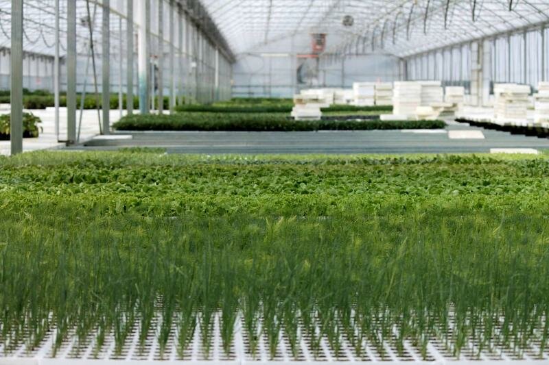 Sera ve bahçe ürünleri Societa' Agricola Ravasini Gianni e Giacomo, Emilia‑Romagna, foto