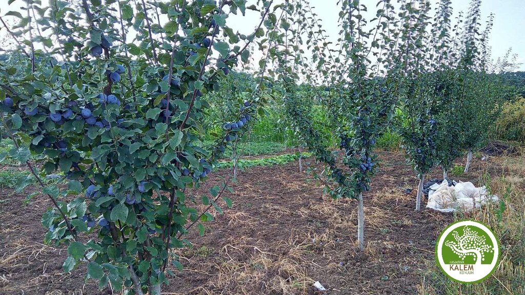 Tarım ürünleri firmaları Rasadnik Kalem Konjuh, Dünya, foto