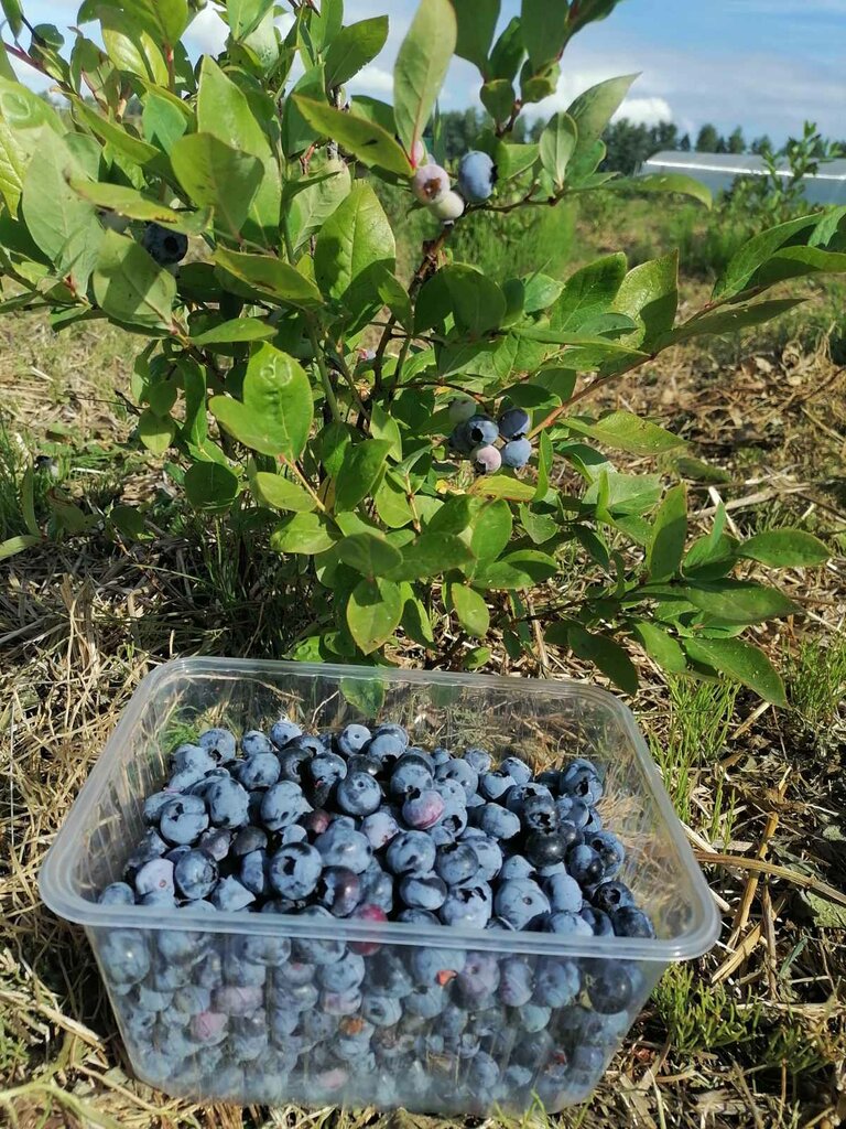Sera ve bahçe ürünleri Плодовый питомник семьи Никушиных, Ulyanovskaya oblastı, foto