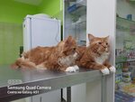 Три Кота (ulitsa Visaitova No:2/10с1), veteriner klinikleri  Rostov‑na‑Donu'dan