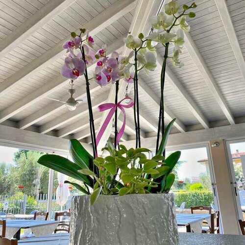 Pizzacılar Ristorante Pizzeria Orchidea, , foto