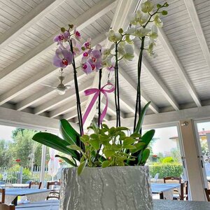 Pizzacılar Ristorante Pizzeria Orchidea, , foto