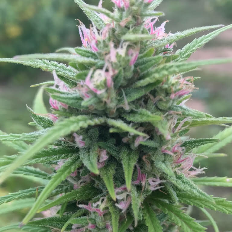 Alternatif tıp merkezleri Cloud 10 Wellness, Clarksville, foto