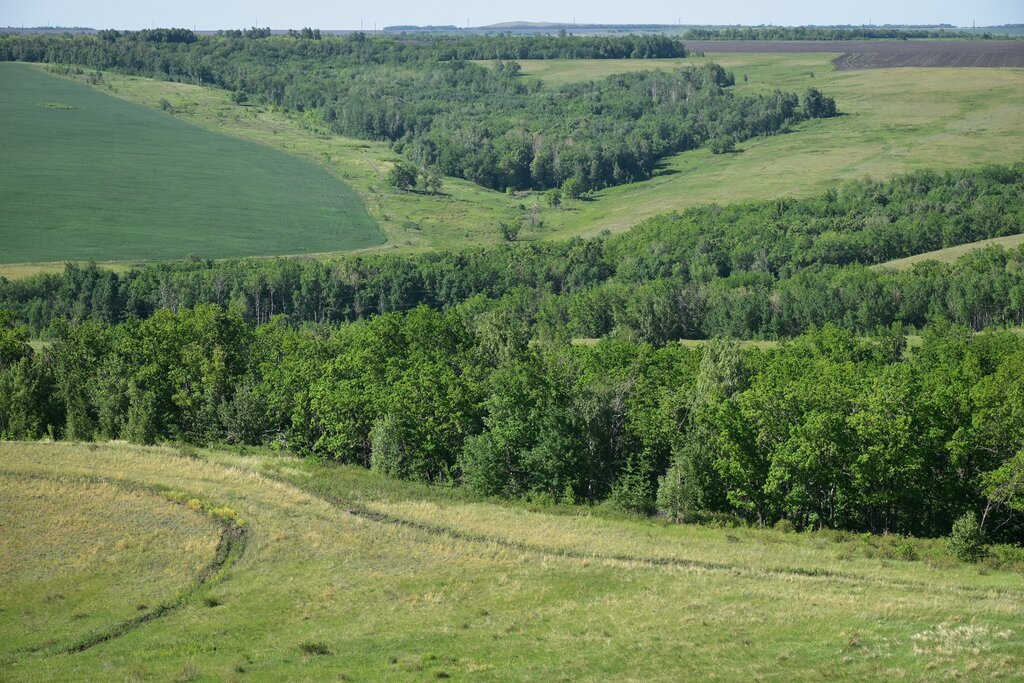 Doğa Дворянский лес, Orenburgskaya oblastı, foto