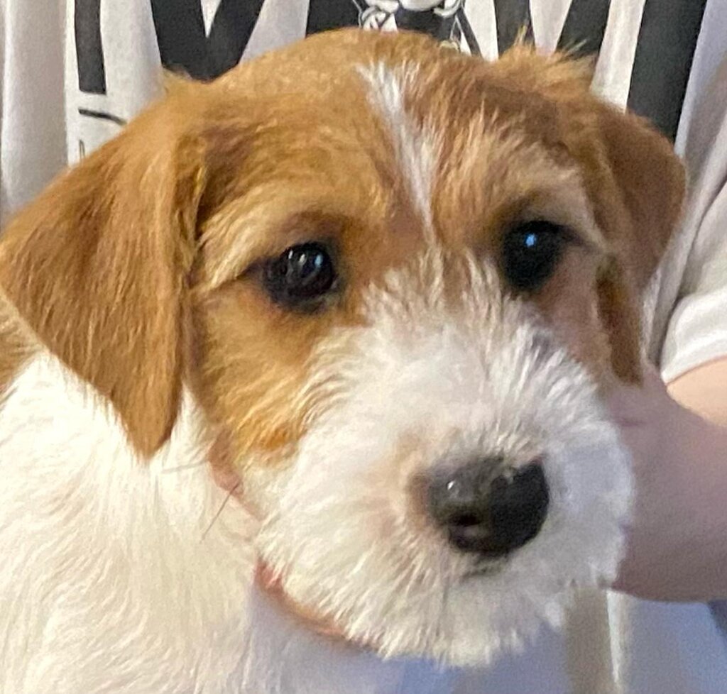 Evcil hayvan yetiştiricileri Jrt Kennel Red Whirl Wind, Moskova, foto