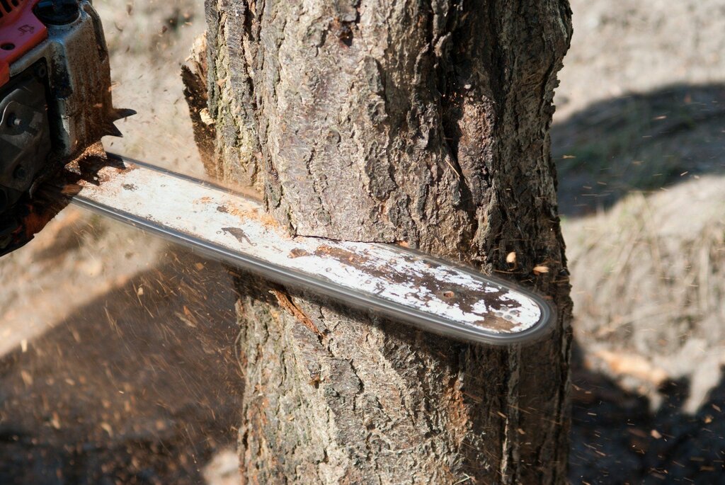 Bahçe ekipmanları ve teknolojileri Dels Tree Experts, Anaheim, foto