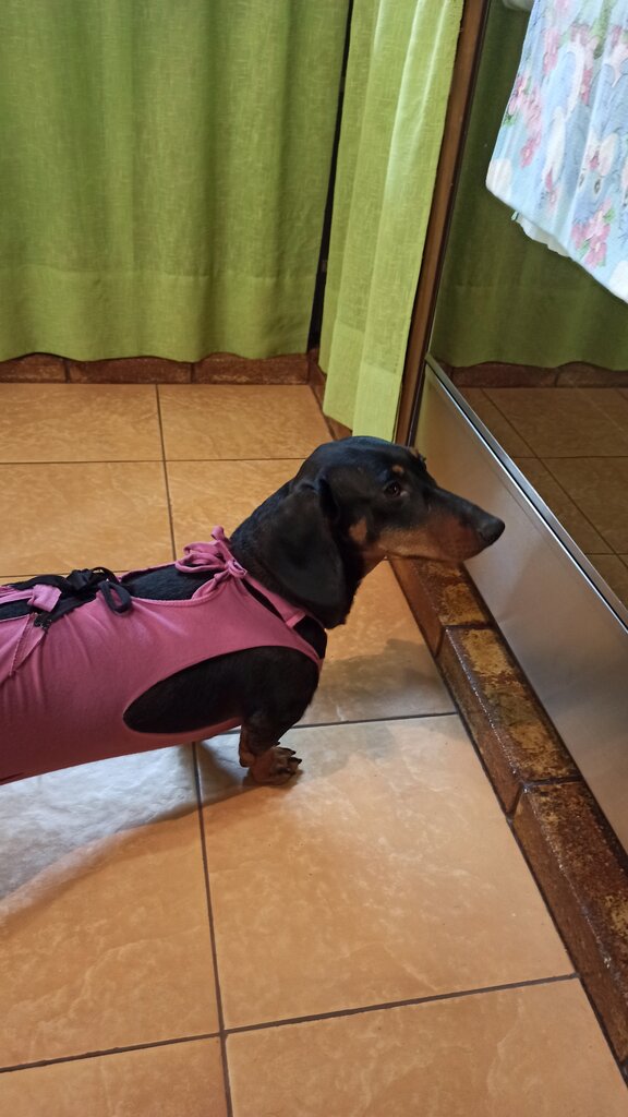 Veteriner klinikleri Skoraya Veterinarnaya Pomoshch, Krasnodarski krayı, foto