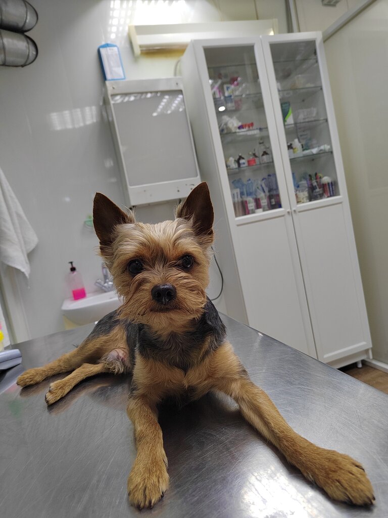 Veteriner klinikleri Levski, Moskova, foto