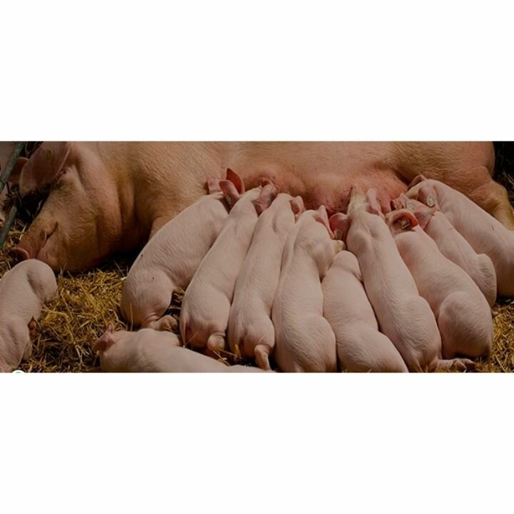 Bahçe ekipmanları ve teknolojileri Campeon, Bogota, foto