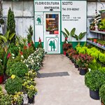 Floricoltura Scotto (Via Nifosse No:3, Albisola Superiore), çiçek teslimatı  Ligurya'dan
