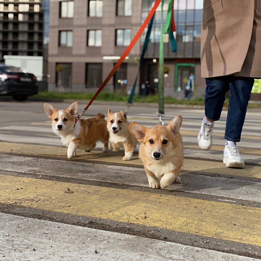 Hobi kulüpleri Corgi Club, Saint‑Petersburg, foto