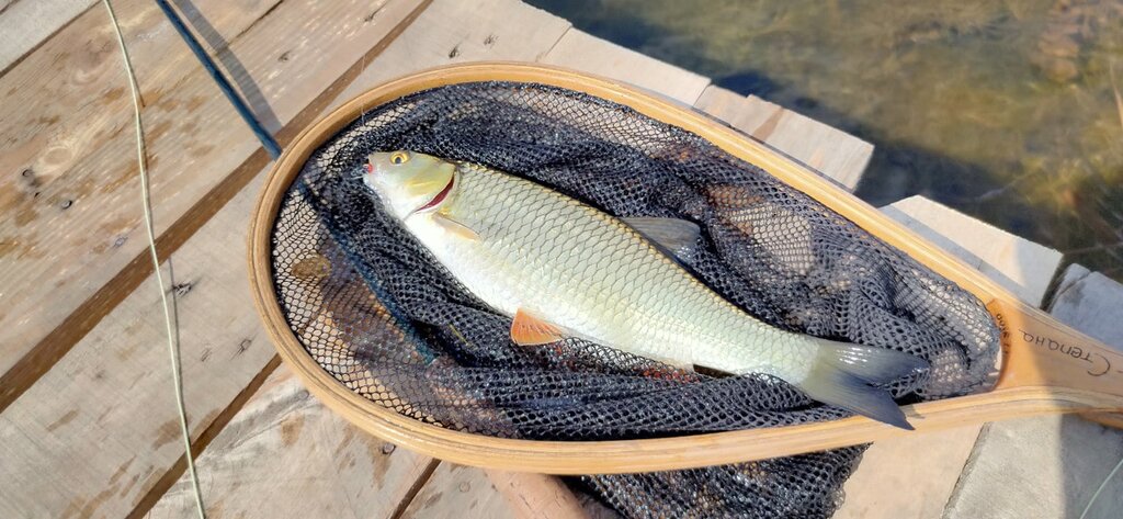 Balık çiftçiliği ve toptancıları Хрустальная форель, Lugansk Bölgesi, foto