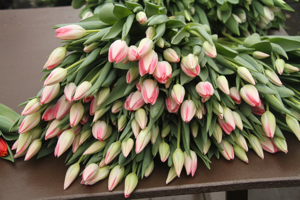 Çiçek pazarı Теплица-тюльпанов.рф, Moskova ve Moskovskaya oblastı, foto