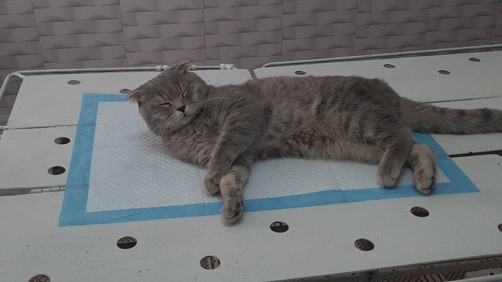 Veteriner klinikleri Veterinarnoye upravleniye Beloglinskogo rayona, Gu, Krasnodarski krayı, foto