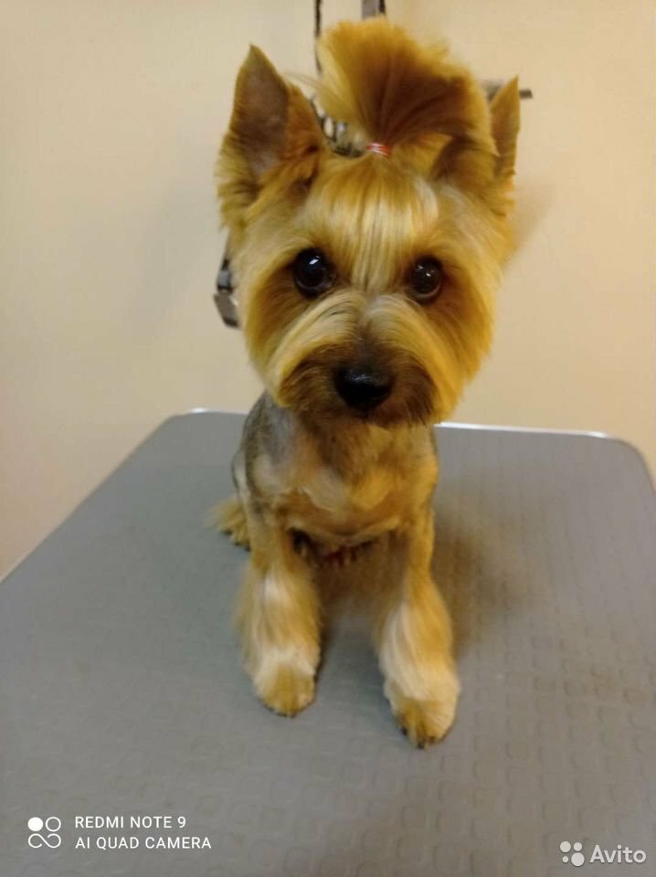 Evcil hayvan kuaförleri Strizhka sobak, Moskova ve Moskovskaya oblastı, foto