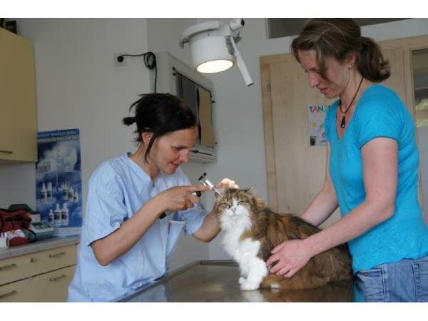 Veteriner klinikleri Tierarztpraxis Isser, Tirol, foto