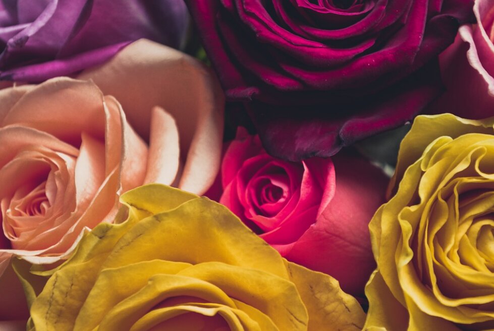 Ses ve ışıklandırma ekipmanları firmaları Jardin Angelo'S Floristeria, , foto