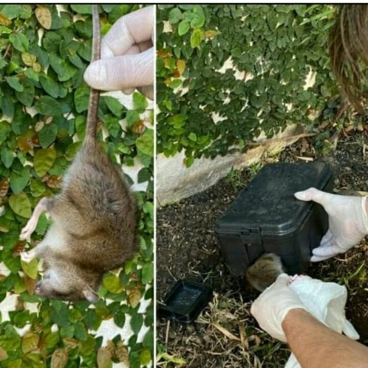 Haşere ilaçlama firmaları Fumigaciones Eco, Buenos Aires, foto