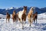 Wildsiberia (ulitsa Zholtovskogo No:8), seyahat kulübü  Prokopyevsk'ten