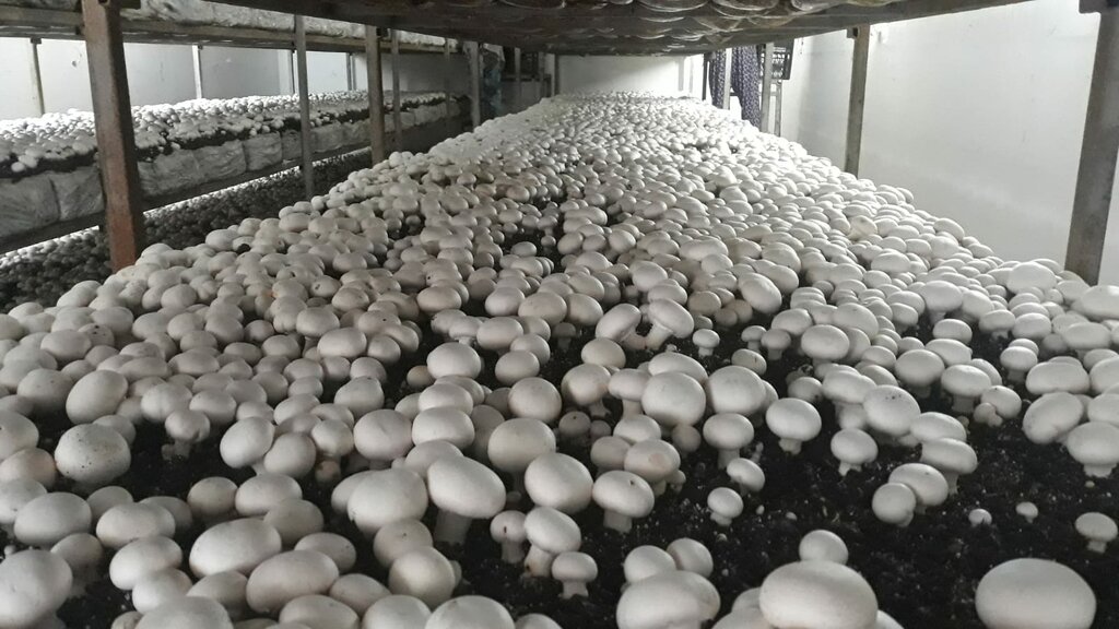 Mantar yetiştirme ve satış Kemal Ünal Beyaz Mantar, Ankara, foto