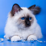 Sacred Birman cattery (ulitsa Sedina No:8), i̇nternet portalları  Hotkovo'dan