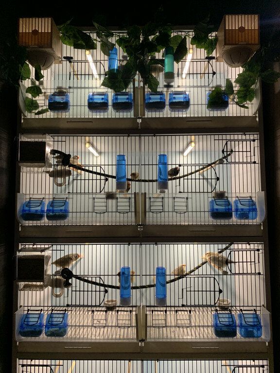 Evcil hayvan yetiştiricileri Golden Beak, Moskova, foto