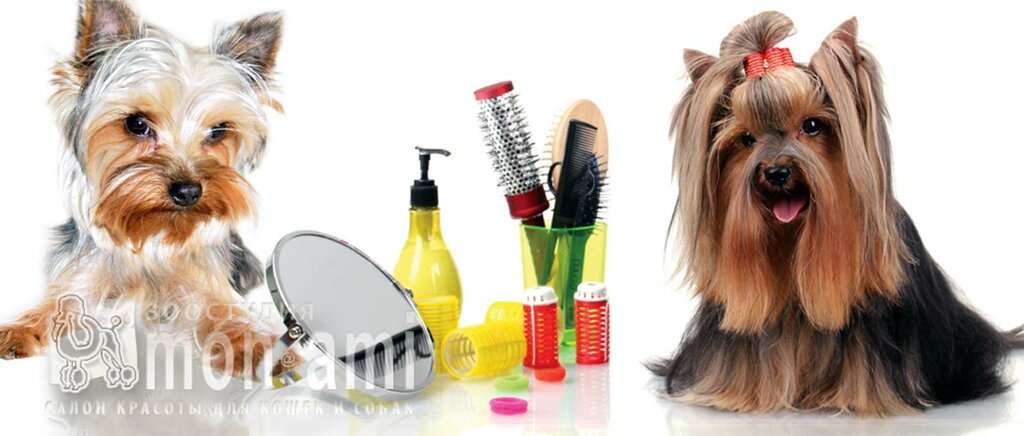 Evcil hayvan kuaförleri MonAmi, Moskova, foto