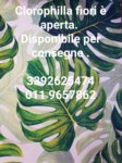 Clorophilla di Marcella Bombardieri (Piedmont, Provincia di Torino, Via Roma, 7), çiçek teslimatı  Piyemonte'den
