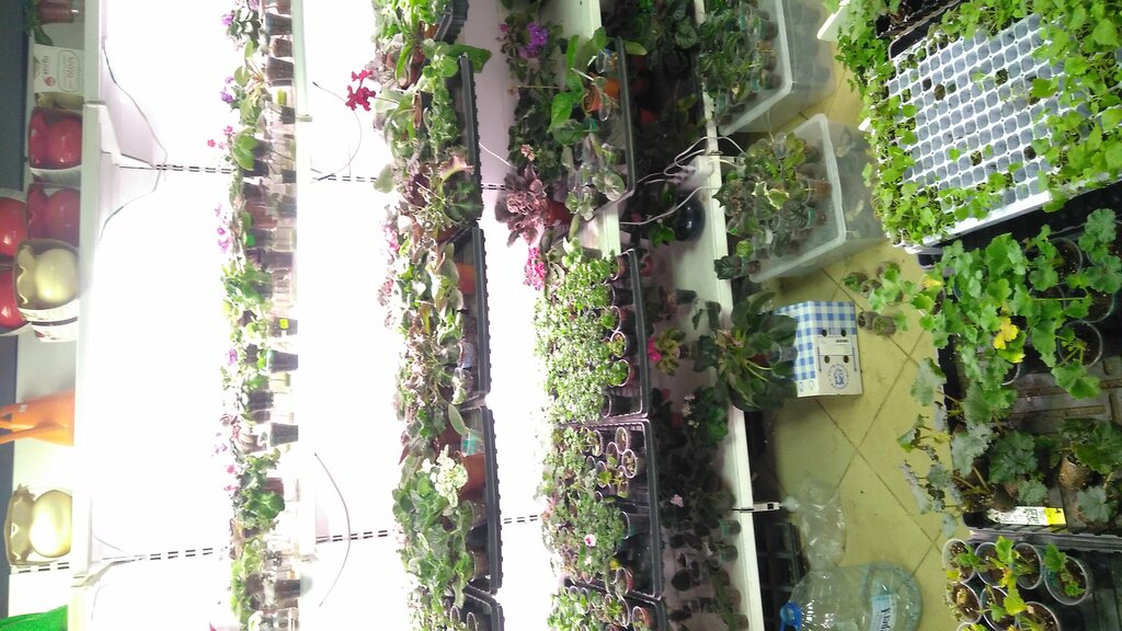 Sera ve bahçe ürünleri Лукоморье, Saint‑Petersburg, foto