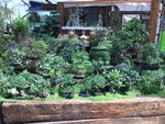 Green Garden Vivaio (Via Sesto San Giovanni No:1, Calderara di Reno), peyzaj tasarımı  Bologna'dan