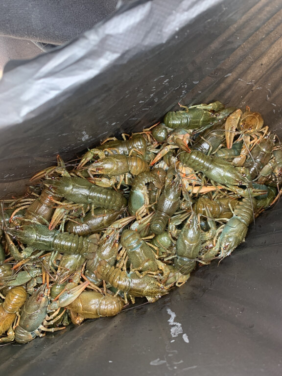 Balık ve deniz ürünleri Zhivyye raki, Balakovo, foto