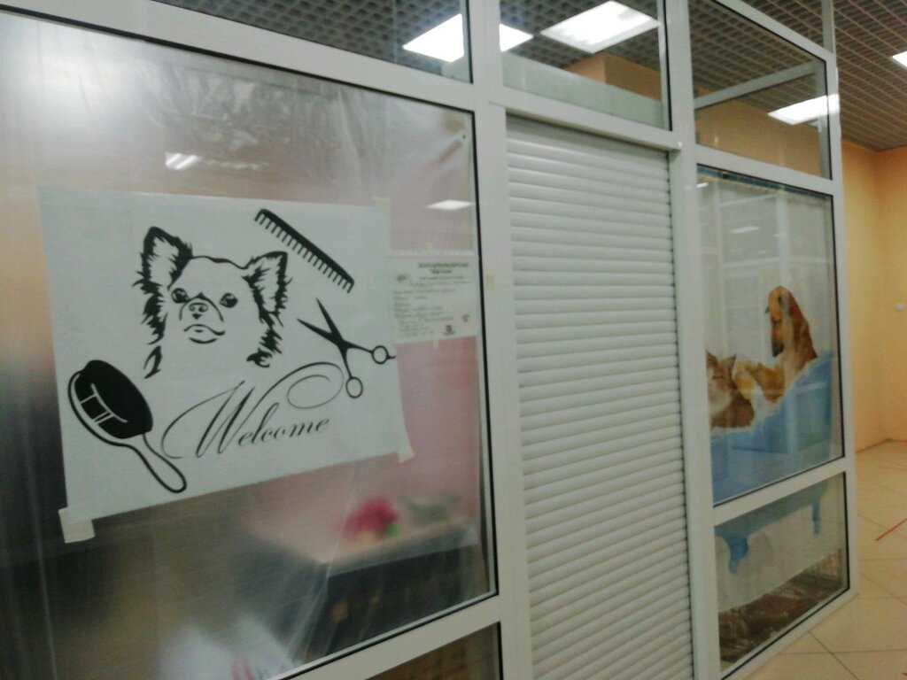 Evcil hayvan kuaförleri Лёвушка, İvanovo, foto