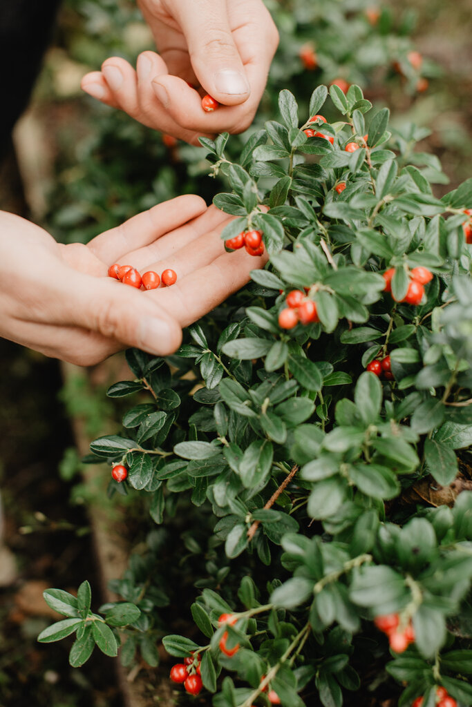Fidan yetiştiriciliği Koldushkino, Brestskaya oblastı, foto