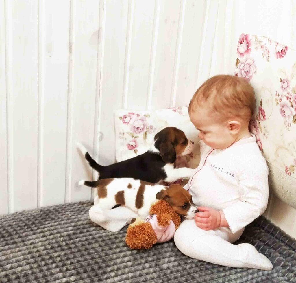 Evcil hayvan yetiştiricileri Долина Джек Расселов, Ramenskoye, foto