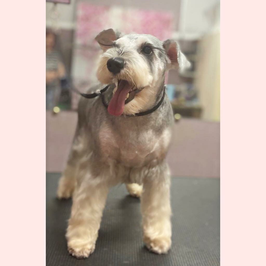 Evcil hayvan kuaförleri Хозяин нам Сюда, Moskova, foto