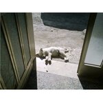 Mi Fido di Te (Umbria, Perugia, Via del Santo Patrono, 44), petshop  Umbria'dan