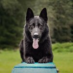 Private Dog training school (ulitsa Mayakovskogo No:45), pet otel  Anapa'dan