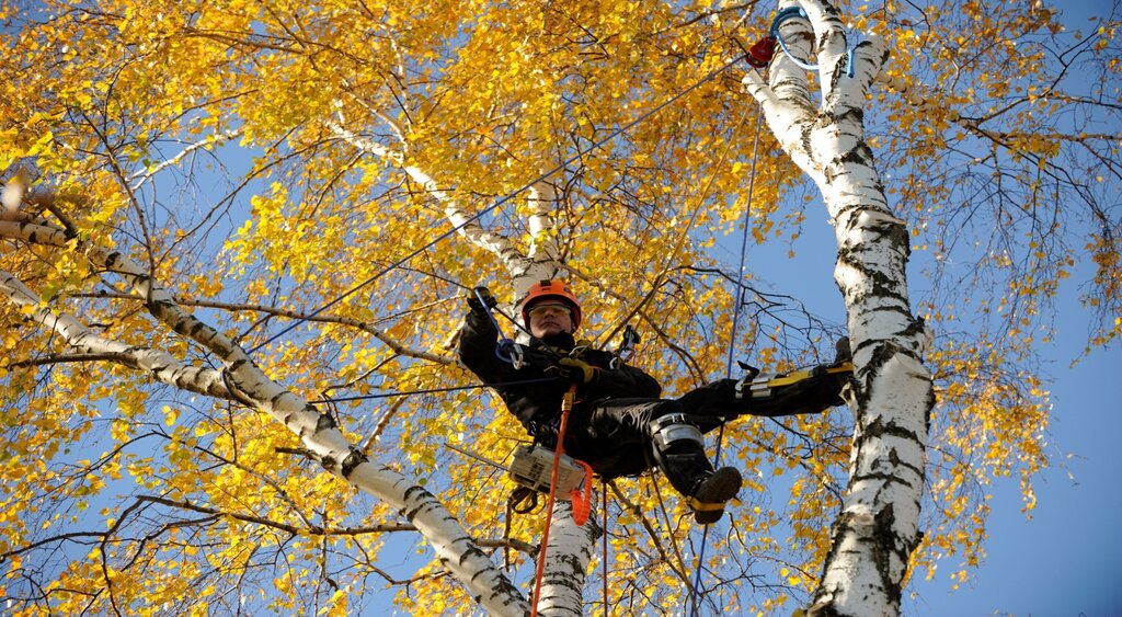 Şehir planlama Spil dereviev Krasnodar, Krasnodar, foto