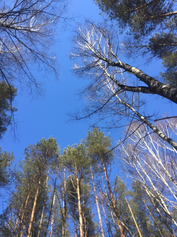 Orman Kholmogorovsky forest, Izhevsk, foto
