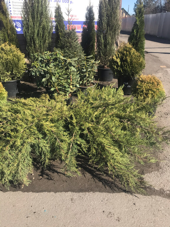 Fidan yetiştiriciliği Архиповский питомник, Saint‑Petersburg ve Leningradskaya oblastı, foto