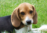 Zoomagazin (Moscow, Troitsk District, Novovatutinski Avenue, 9), petshop  Moskova'dan