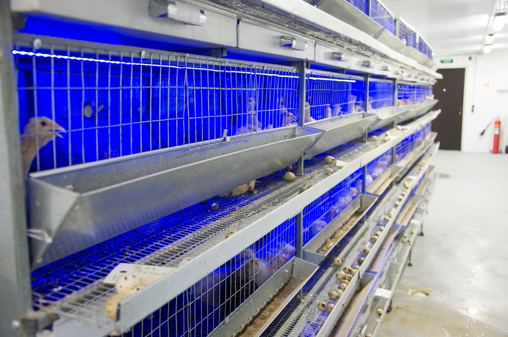 Evcil hayvanlar için ürünler Kuban perepelka, Krasnodarski krayı, foto