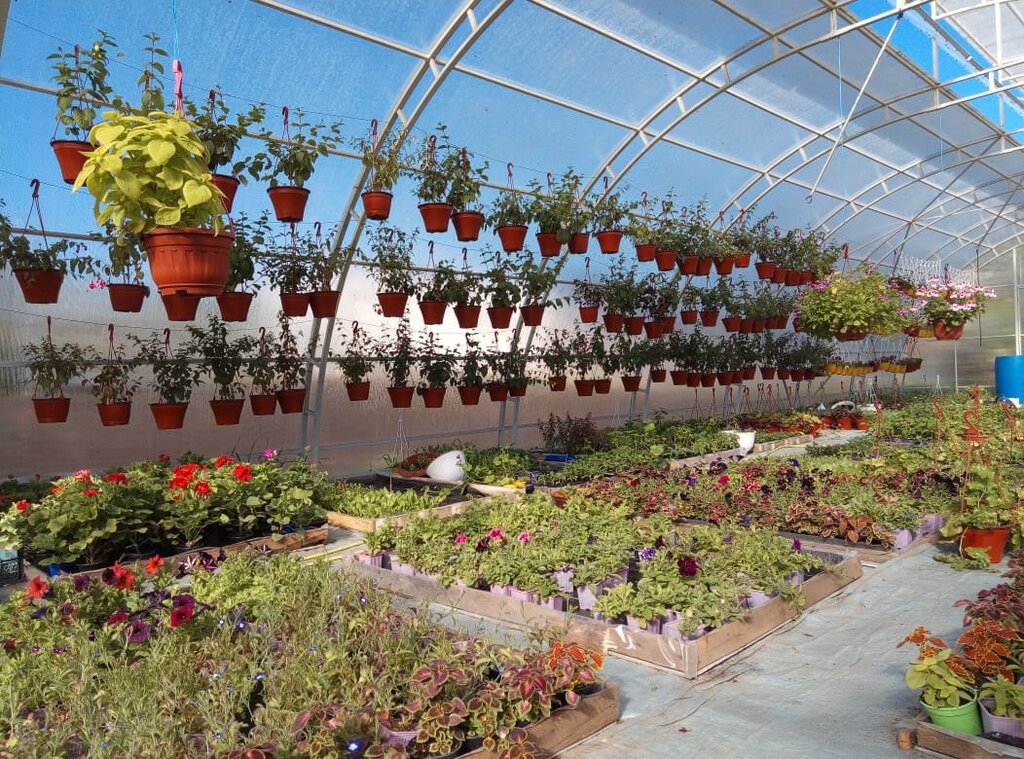 Fidan yetiştiriciliği Saplings and seedlings, Mtsensk, foto